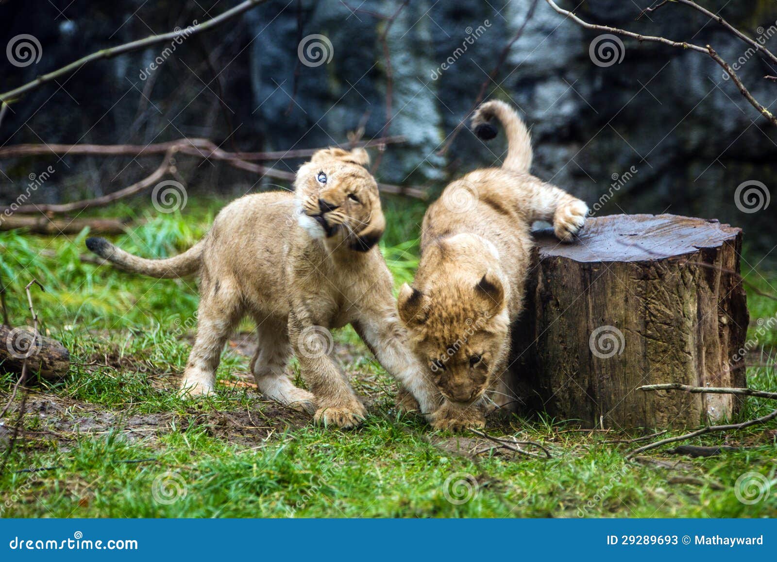 Two Young Lion Cubs Playing Stock Image - Image of carnivore, furry ...