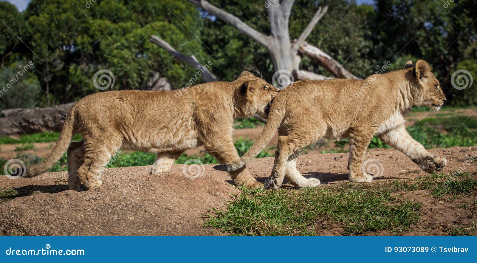 Two Young Lion Cubs Playing and Biting. Stock Image - Image of african ...