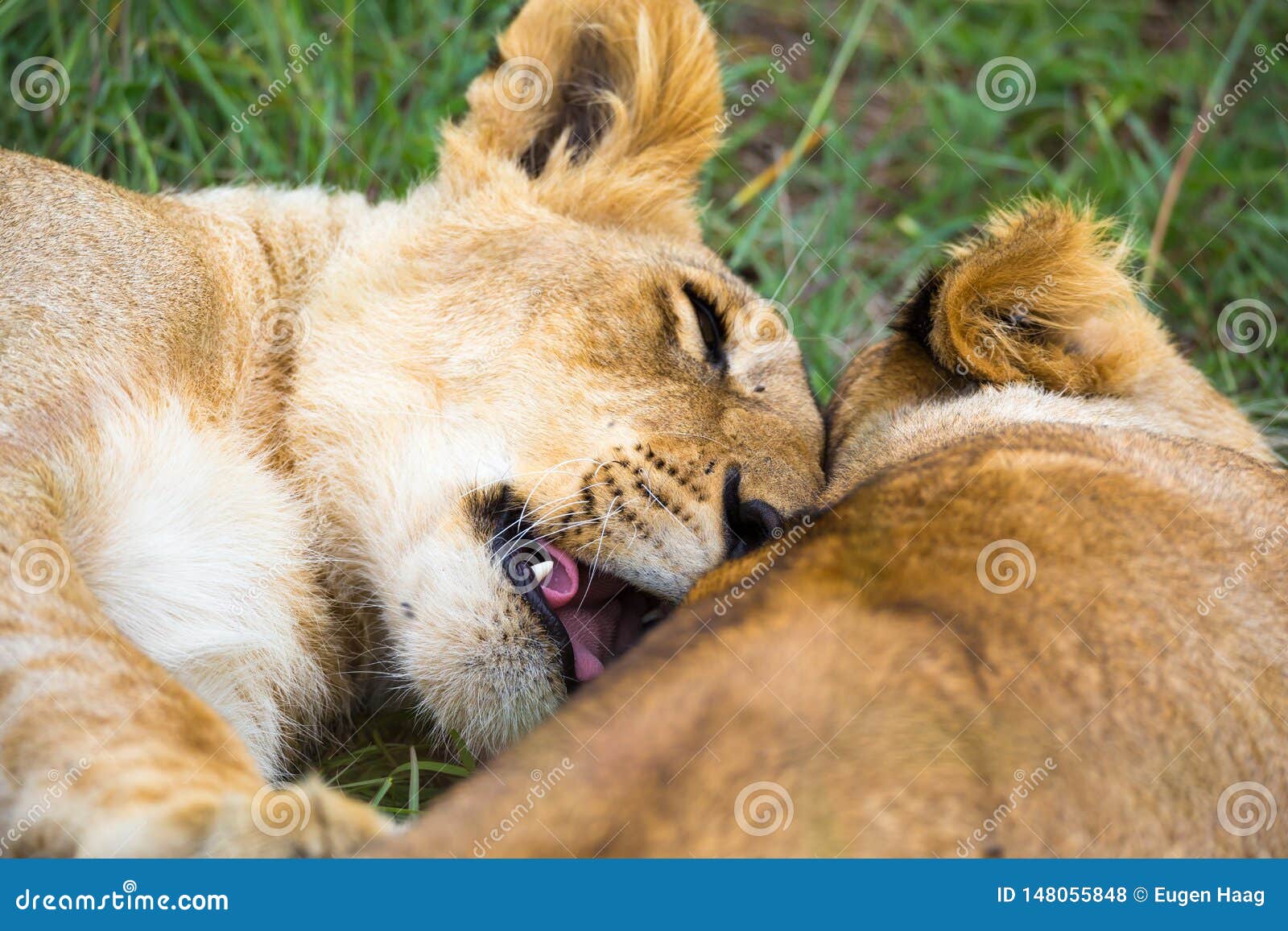 Two Young Lions Cuddle and Play with Each Other Stock Photo - Image of ...