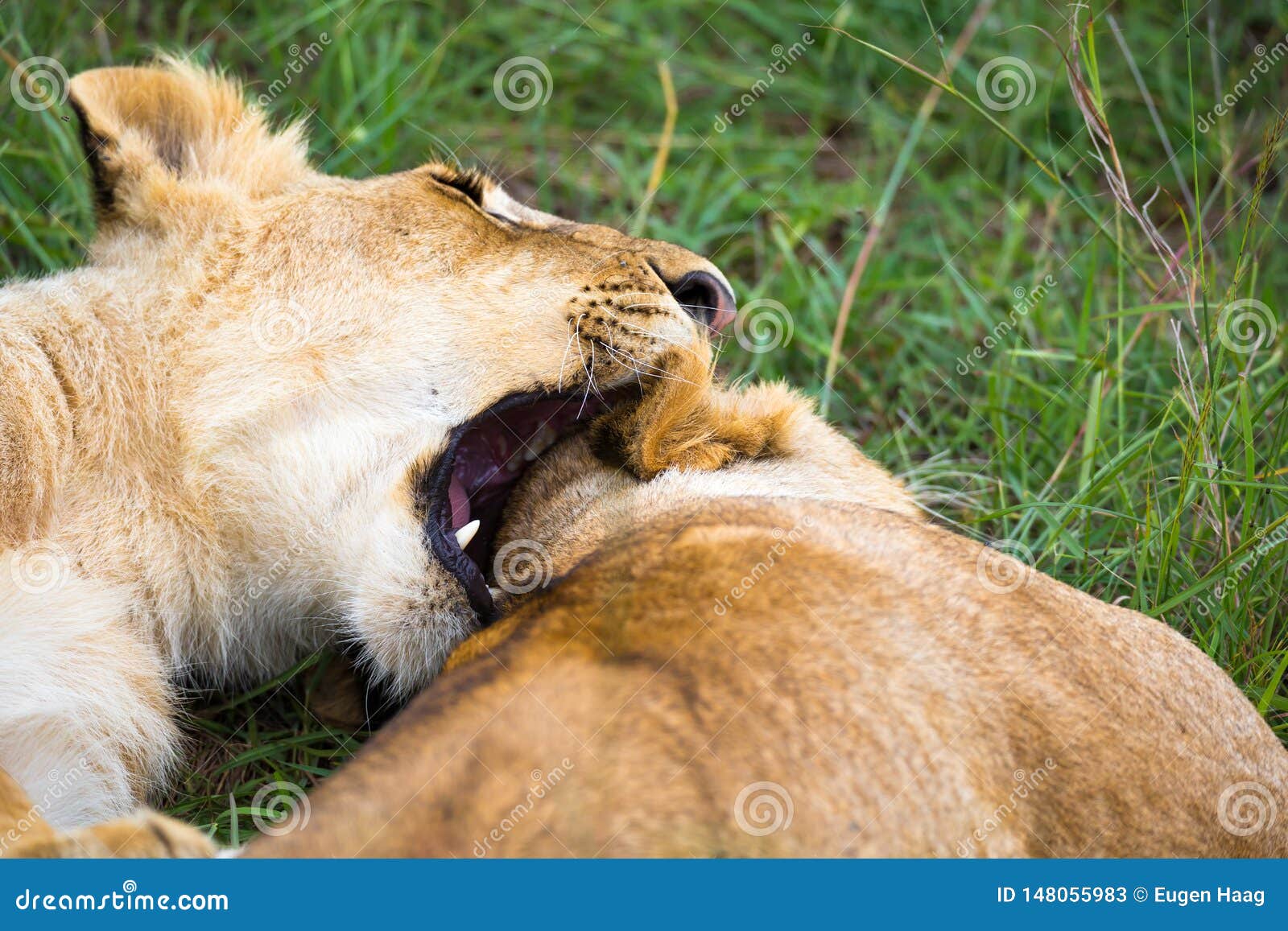 Two Young Lions Cuddle and Play with Each Other Stock Image - Image of ...