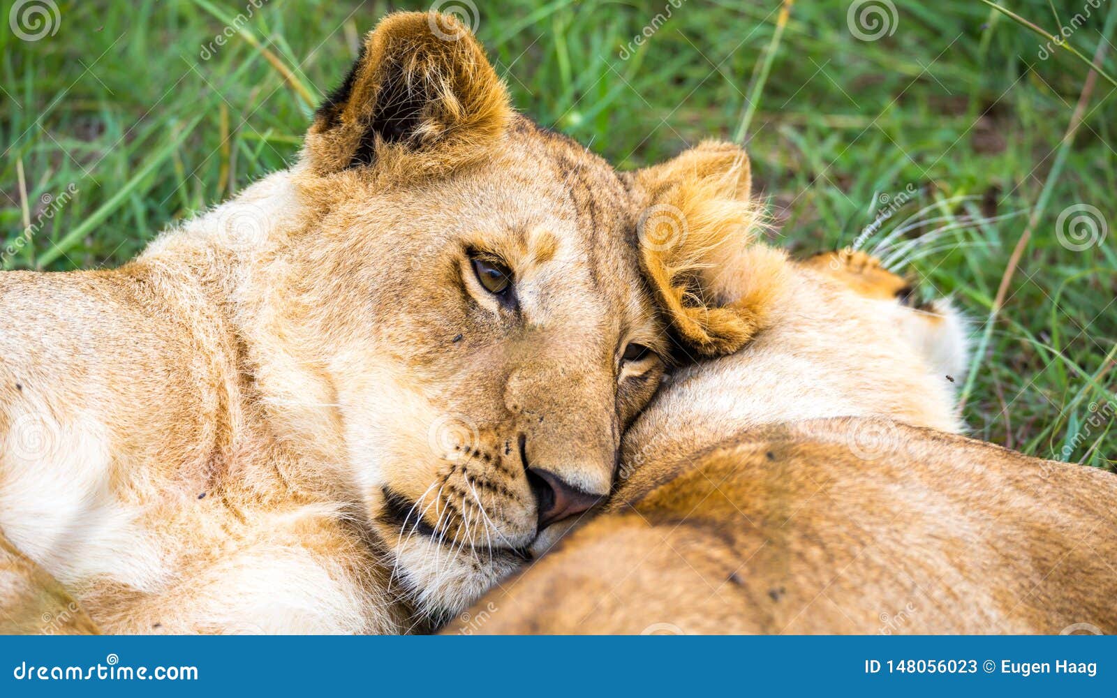 Two Young Lions Cuddle and Play with Each Other Stock Image - Image of ...