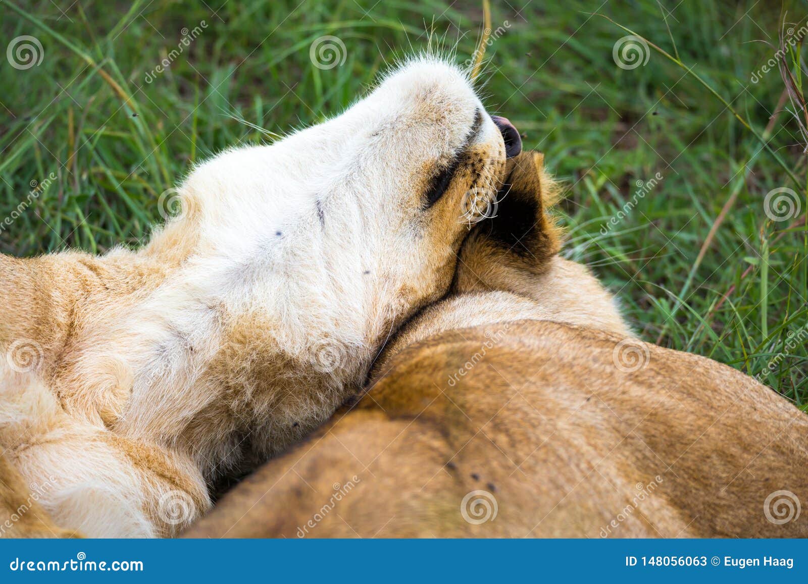 Two Young Lions Cuddle and Play with Each Other Stock Image - Image of ...