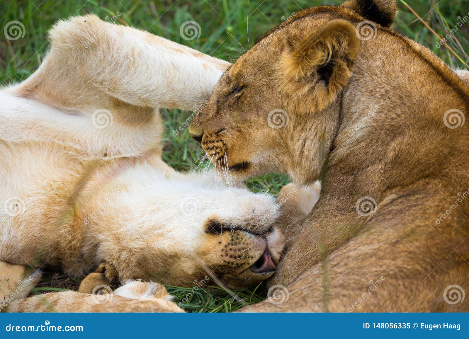 Two Young Lions Cuddle and Play with Each Other Stock Image - Image of ...