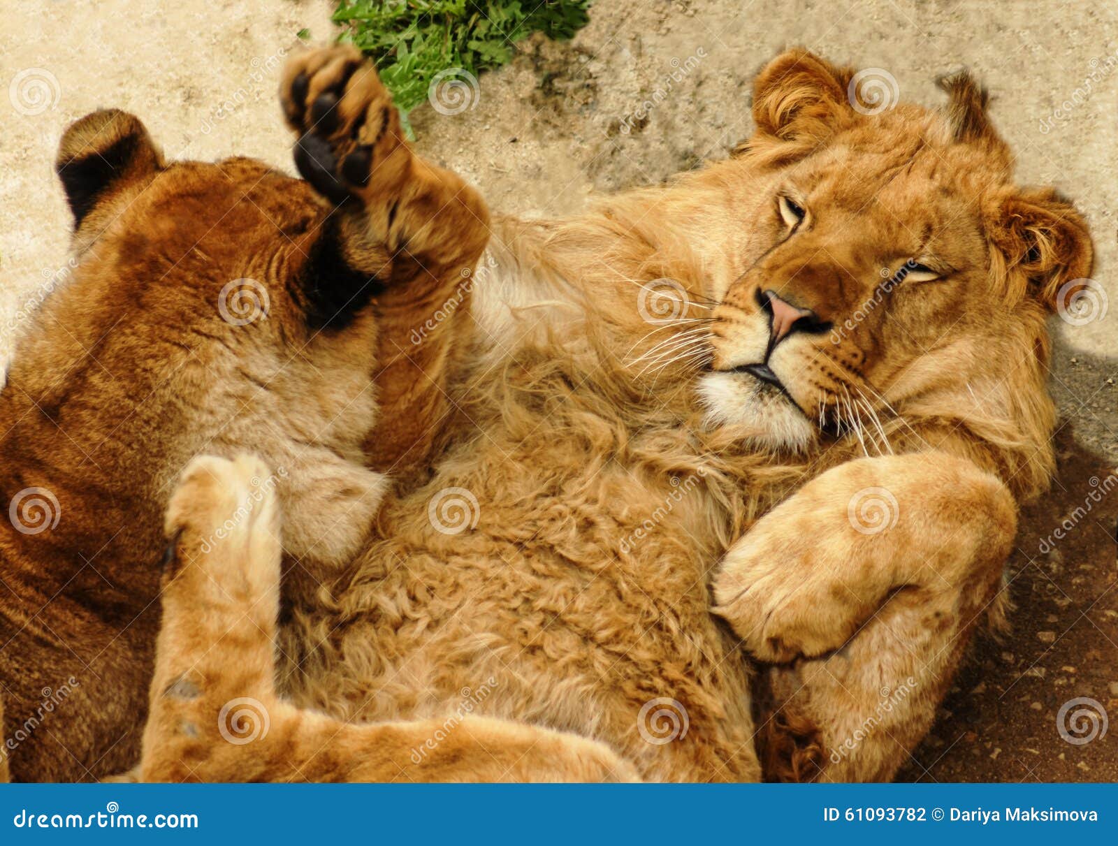 Two young lions playing stock photo. Image of friendly - 61093782