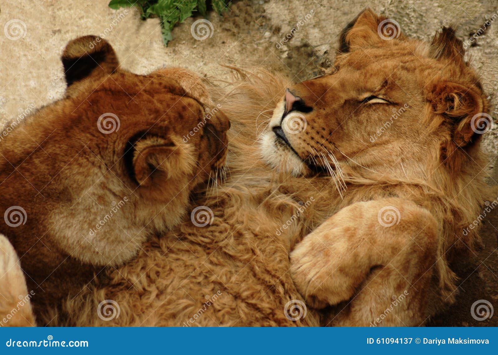 Two young lions playing stock image. Image of female - 61094137