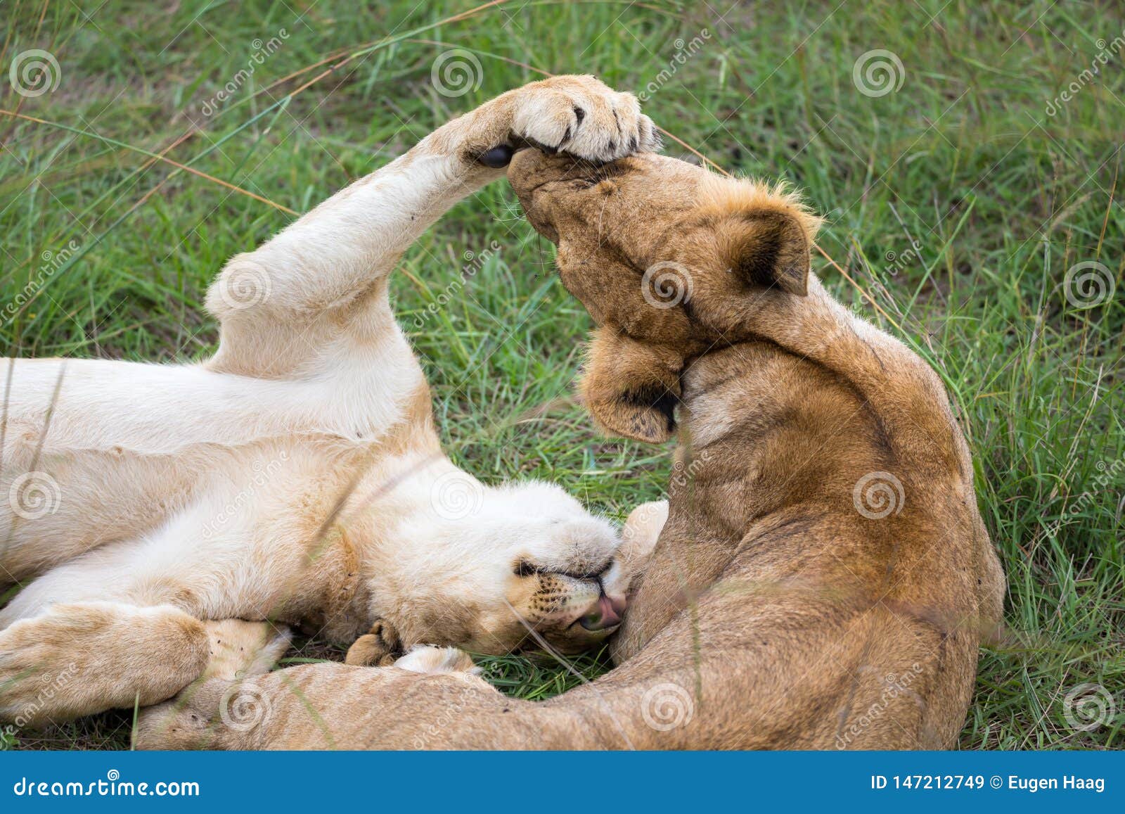 Two Young Lions are Playing Together in the Grass Stock Image - Image ...