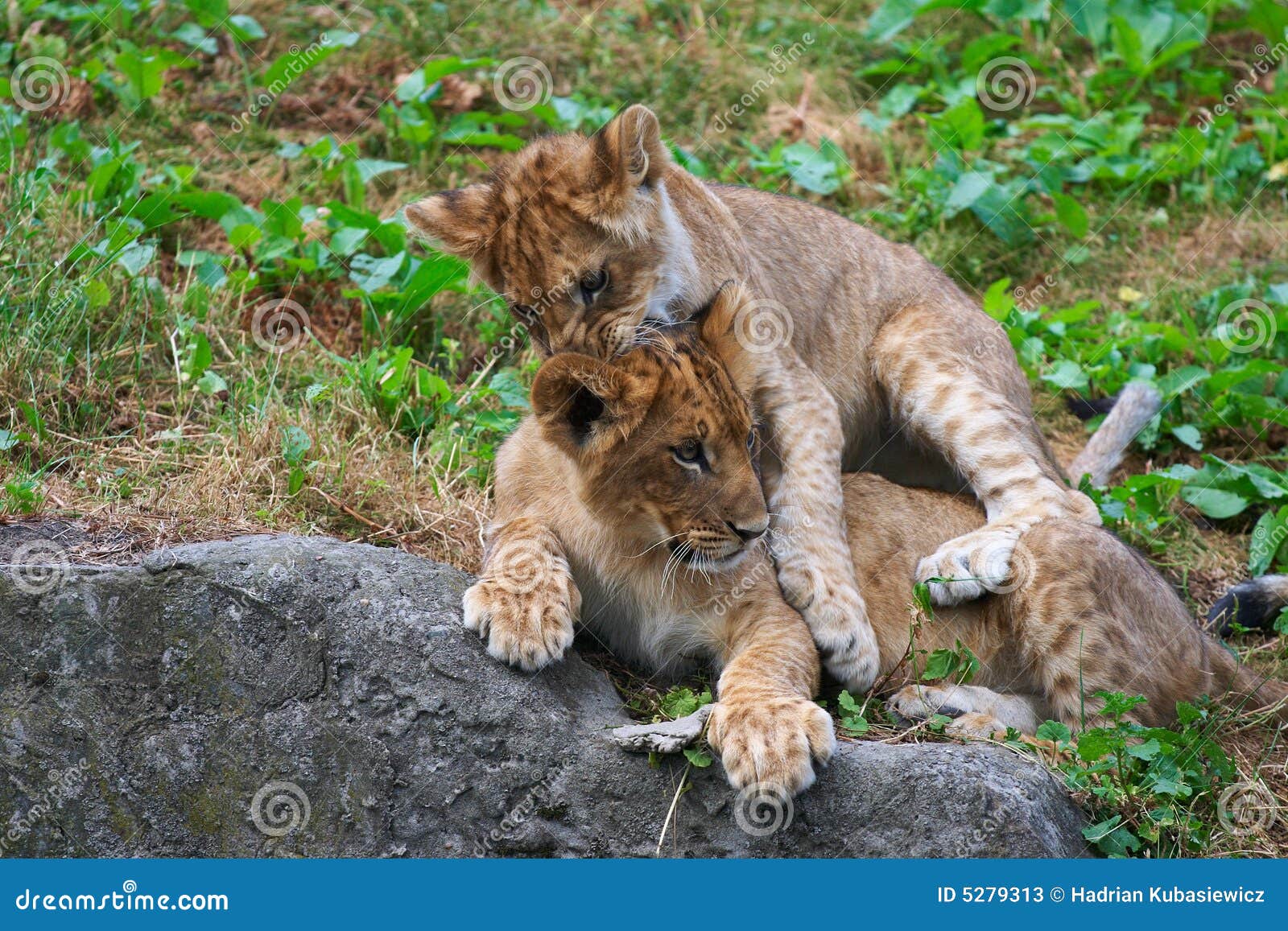 Two young lions together stock image. Image of look, play - 5279313