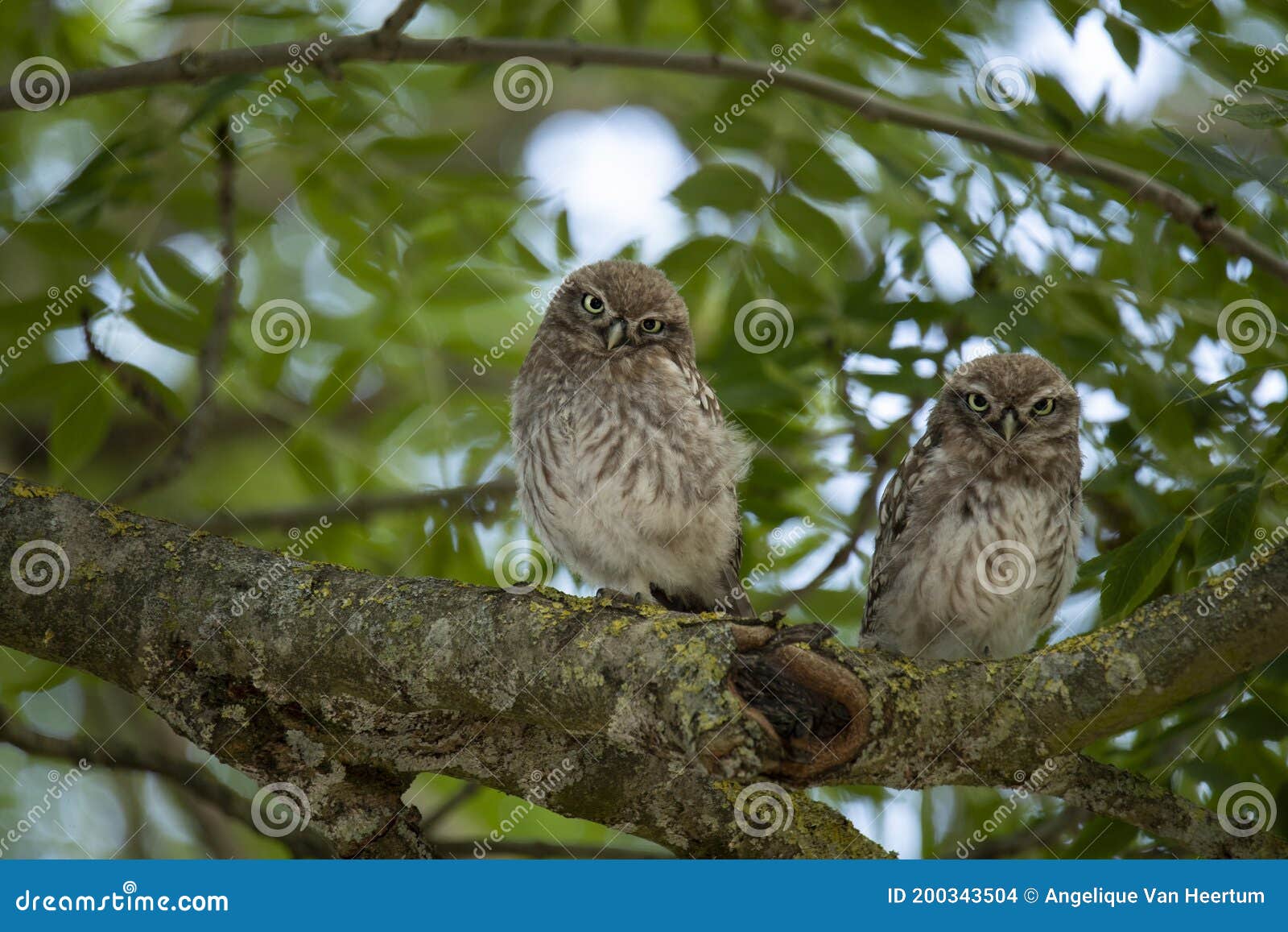 Two young Little Owls stock photo. Image of environment - 200343504