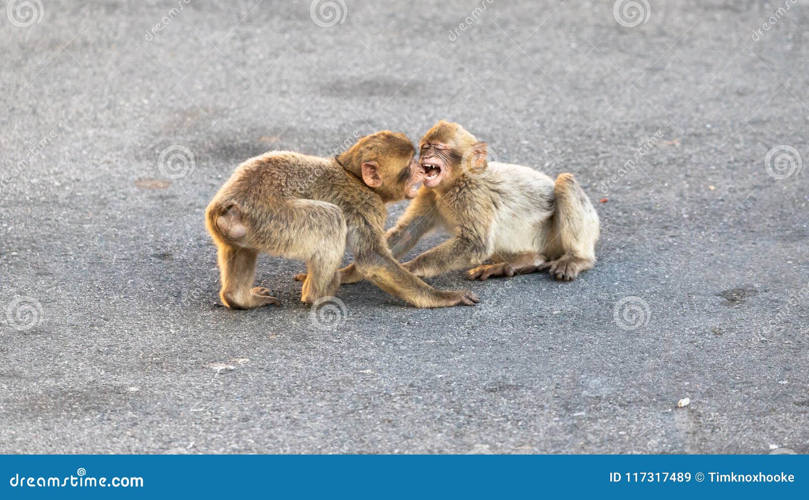 Two young macaques playing stock image. Image of elements - 117317489