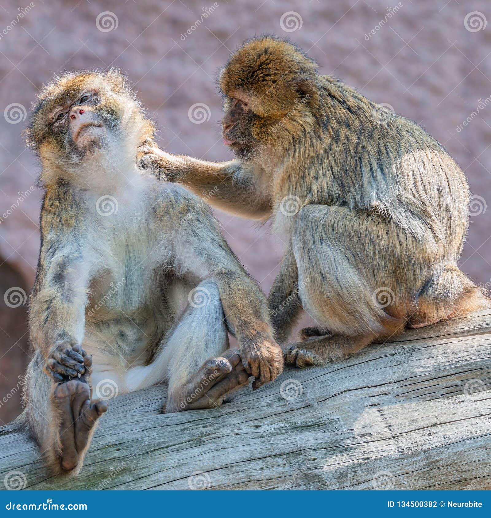 Two Young Macaques Taking Care of Each Other, Extreme Closeup, Details ...
