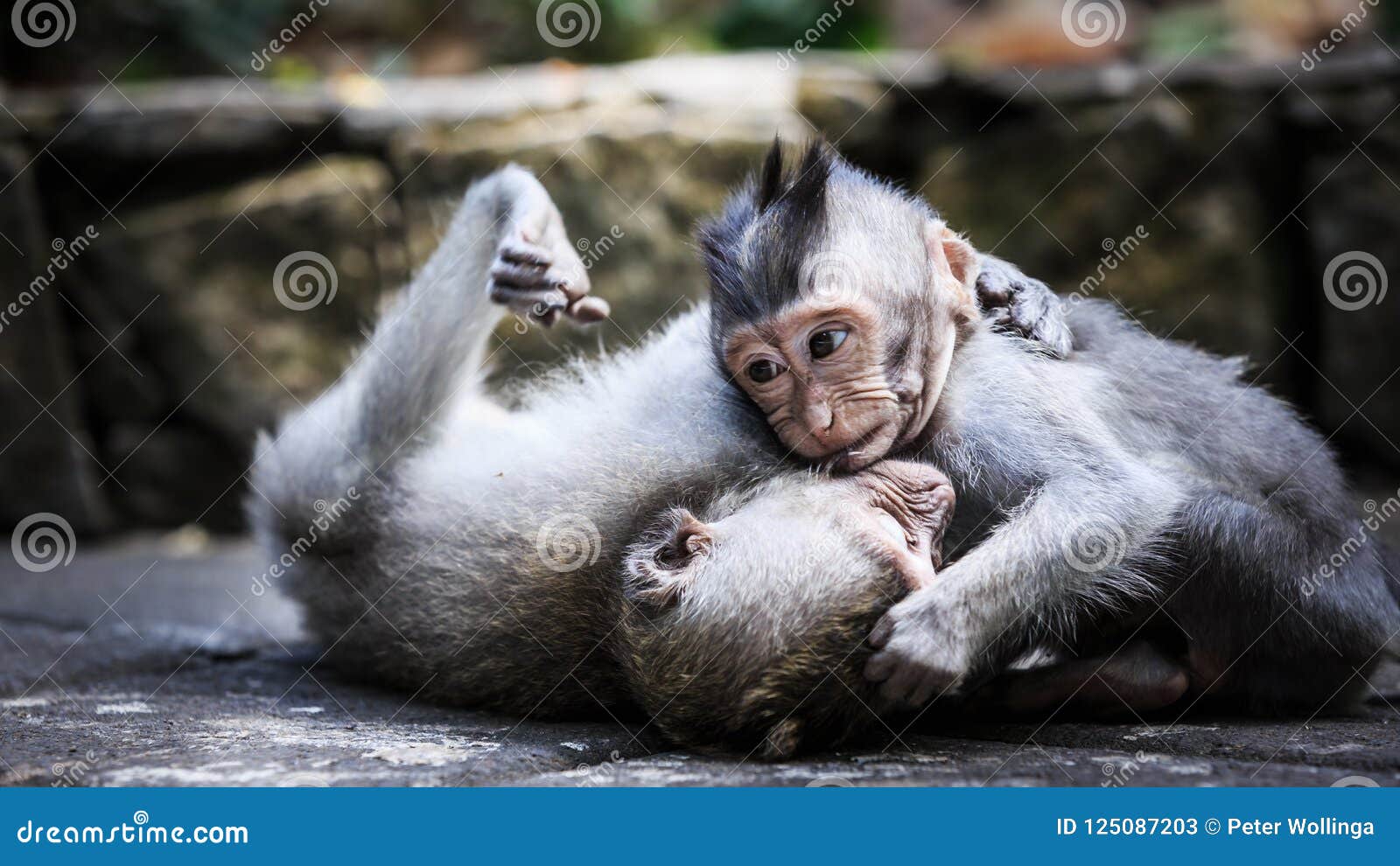 Two Young Monkeys Playing on the Ground Stock Image - Image of baby ...