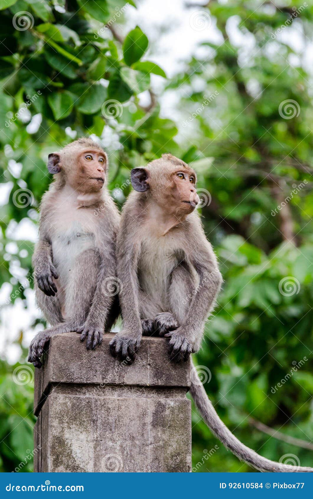 Two Young Monkeys Sitting At Column Stock Photography | CartoonDealer ...