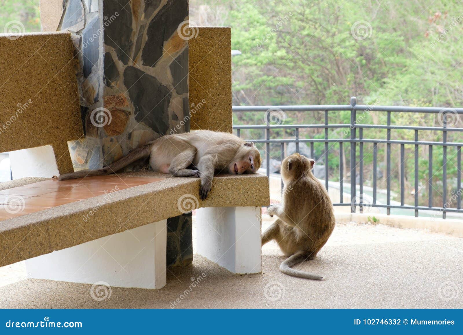 Two Monkeys Tired and Looking Stock Photo - Image of despair, look ...