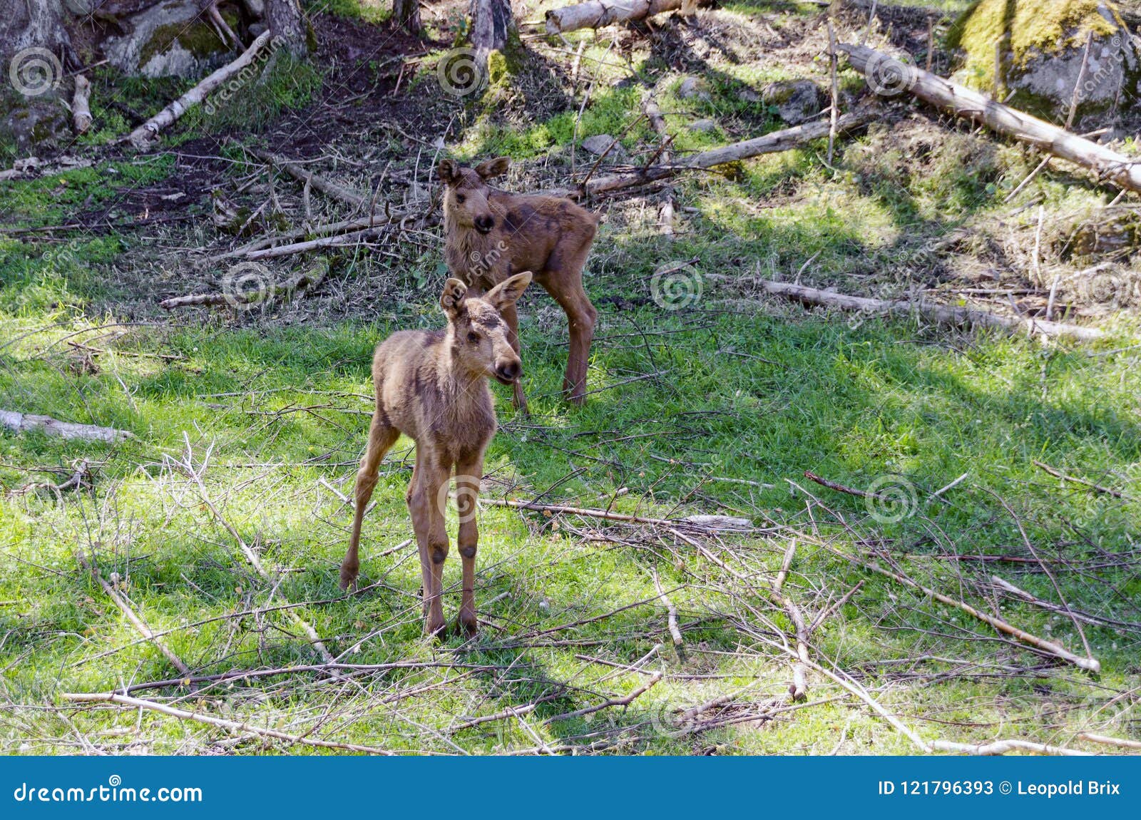 Two young moose stock image. Image of adult, skin, animal - 121796393