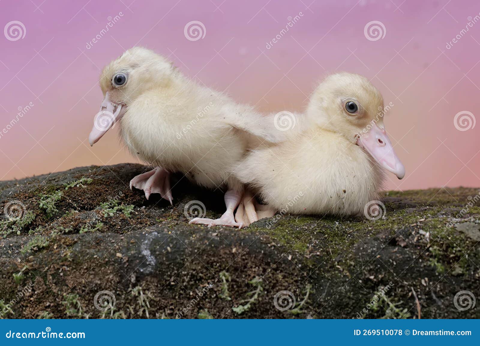 Two Young Muscovy Ducks Resting on a Rock Overgrown with Moss. Stock ...