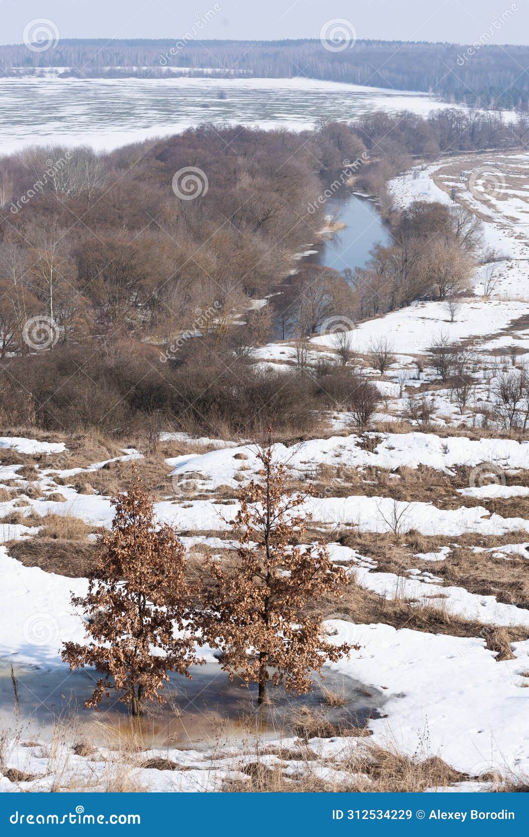 Two Young Oaks on the Background of a Winter River Stock Image - Image ...