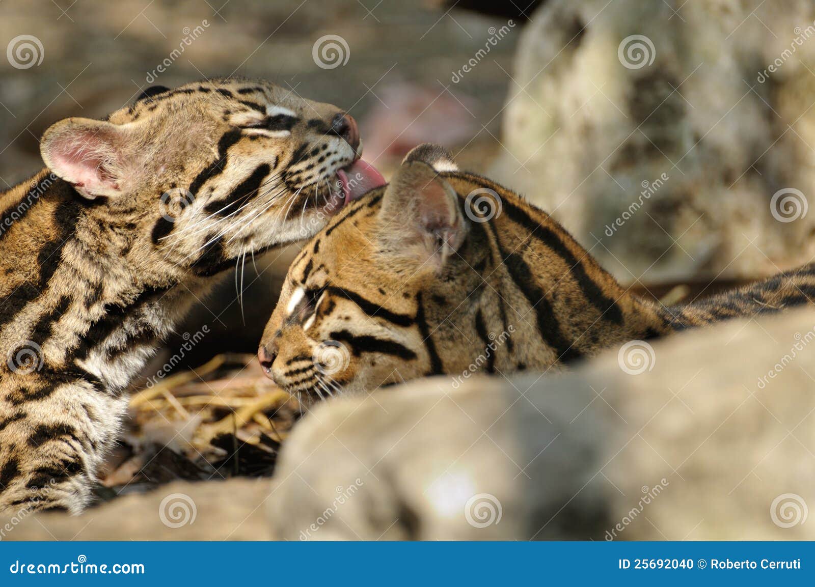 Two young ocelots grooming stock photo. Image of predator - 25692040