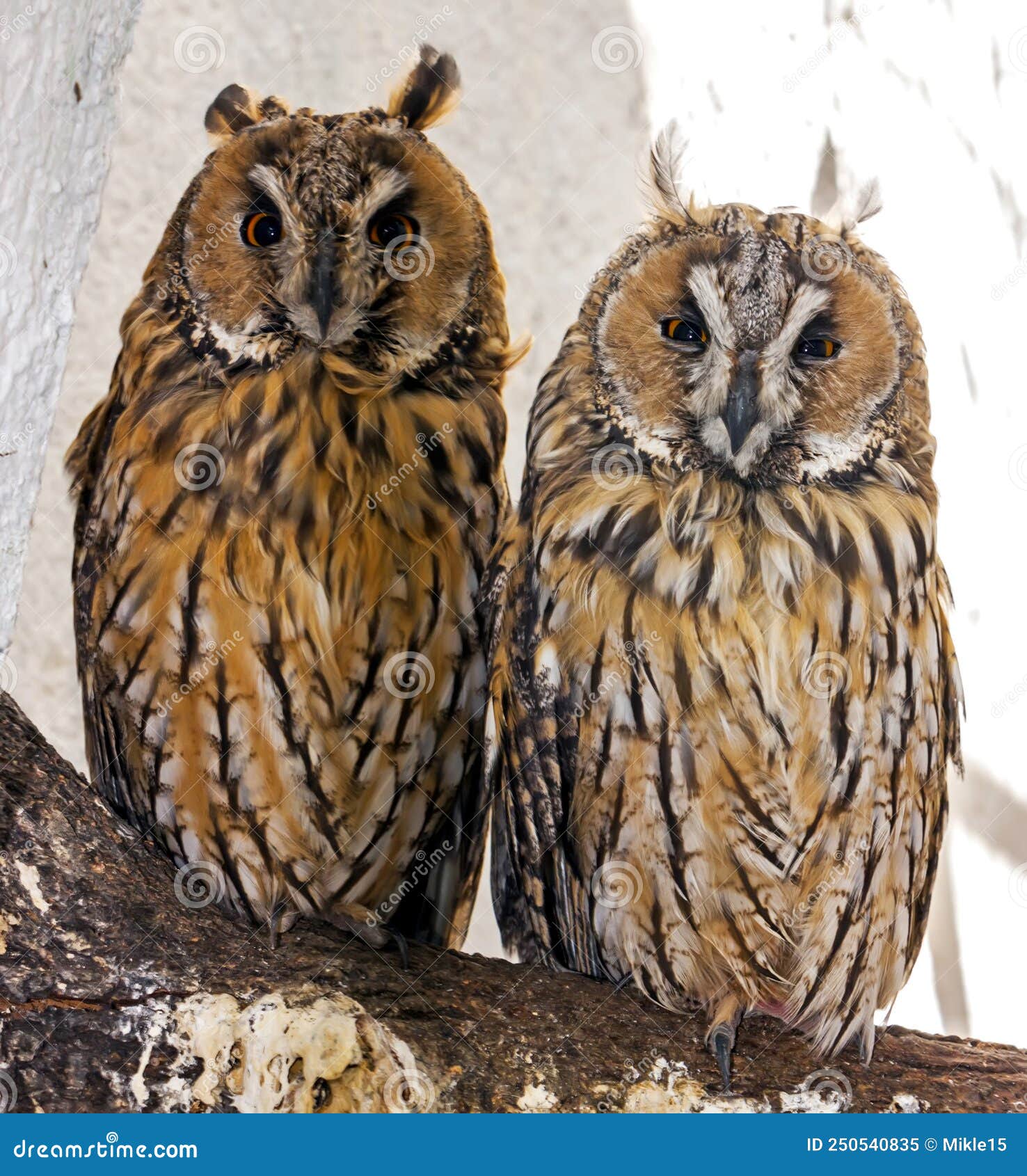 Two young owls closeup stock image. Image of looking - 250540835