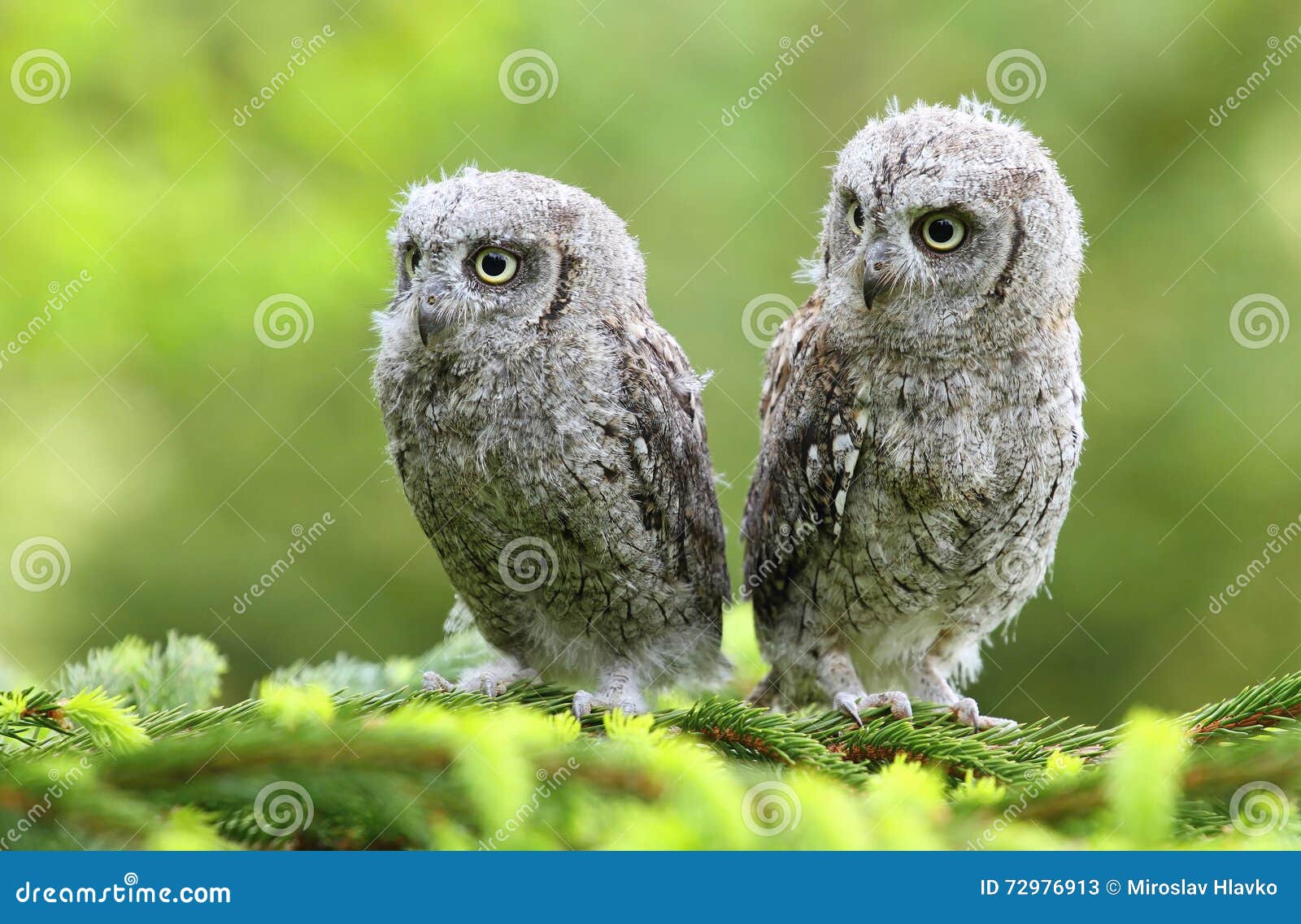 Baby Owls Royalty-Free Stock Photo | CartoonDealer.com #17455269