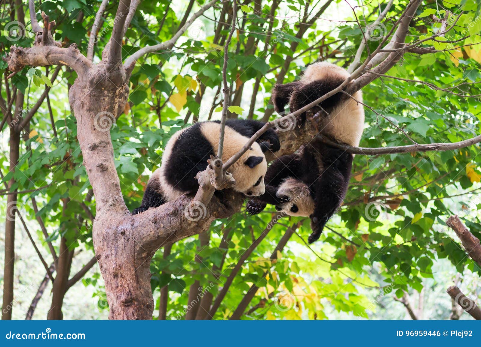 Two Young Pandas Playing in a Tree Stock Photo - Image of giant, forest ...