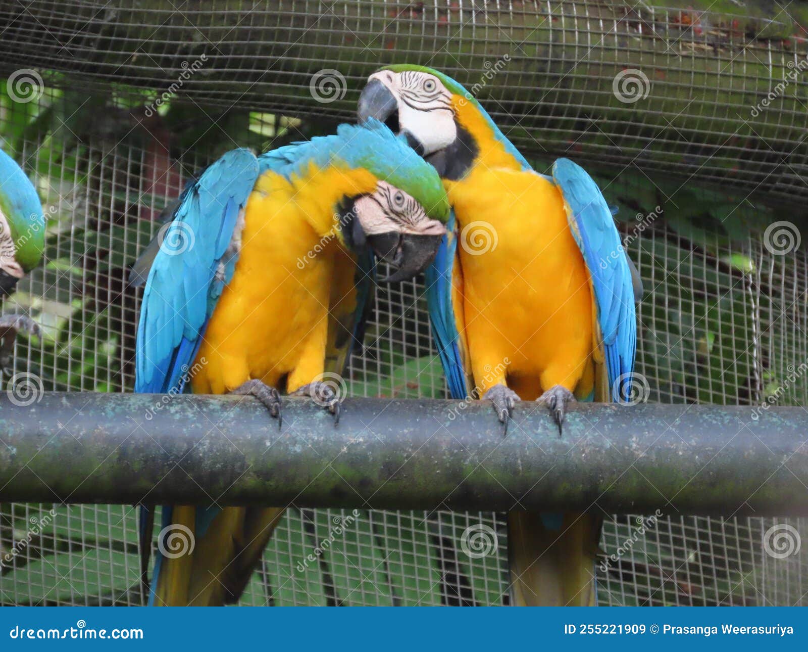 Two Young Parrot Loving Each Other Stock Image - Image of finch, young ...