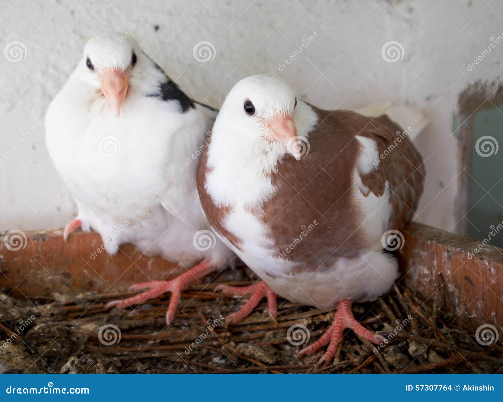 Two young pigeons stock photo. Image of fledgling, pair - 57307764