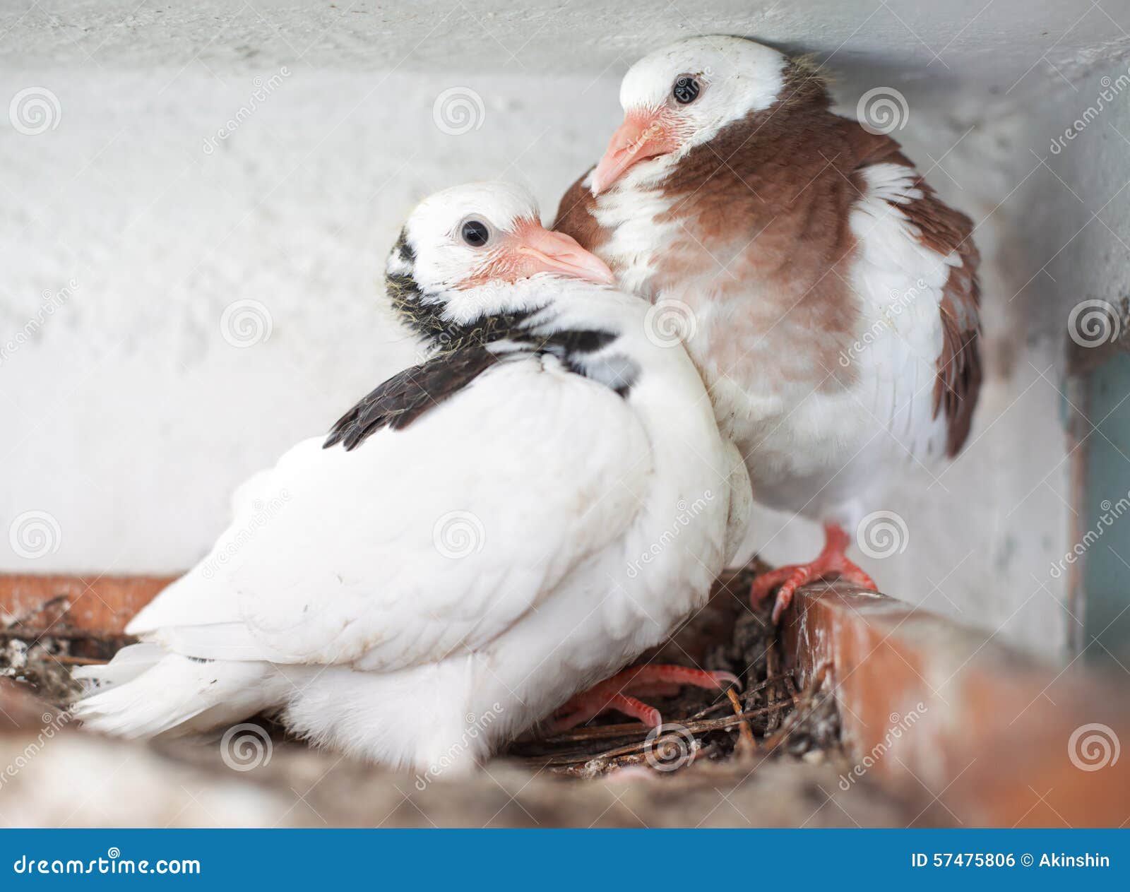 Two young pigeons stock photo. Image of nest, feather - 57475806