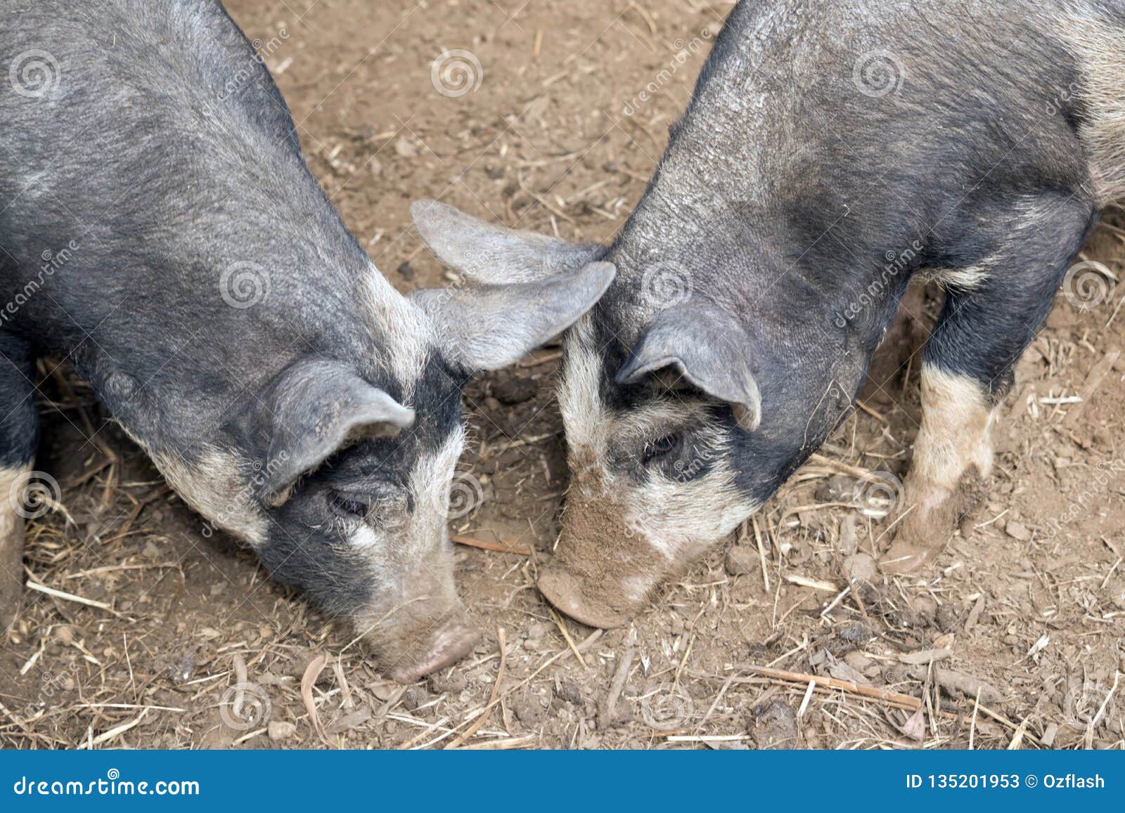 Two young piglets stock image. Image of snouts, boar - 135201953