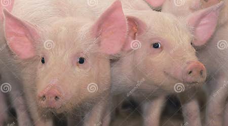 Two young pigs stock image. Image of wall, messy, mammal - 8790519