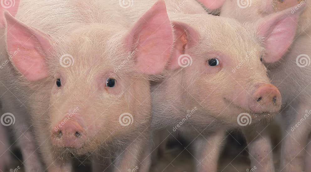 Two young pigs stock image. Image of wall, messy, mammal - 8790519