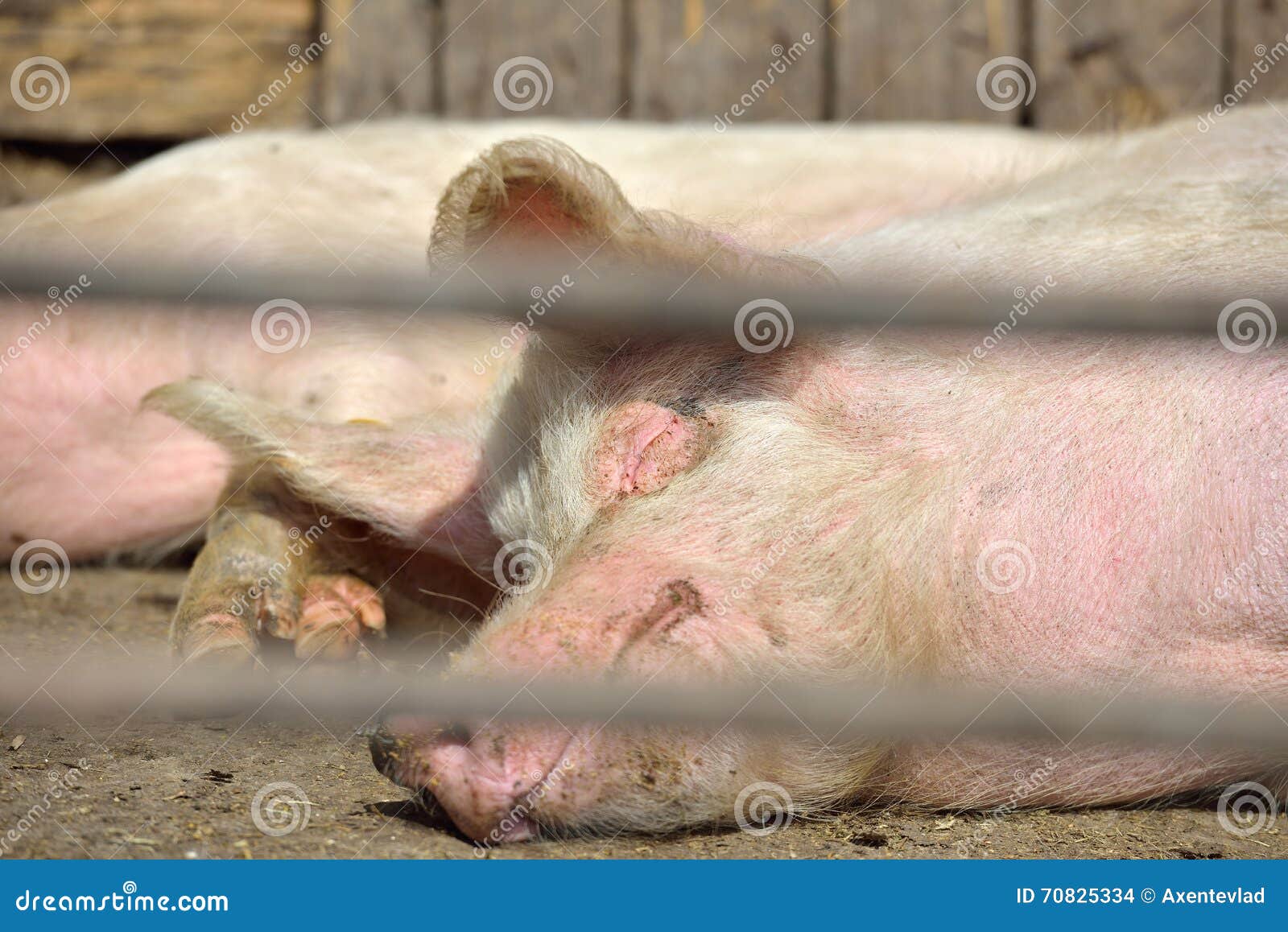 Two Young Pigs Lay in a Metal Cage at Farm Stock Photo - Image of ...
