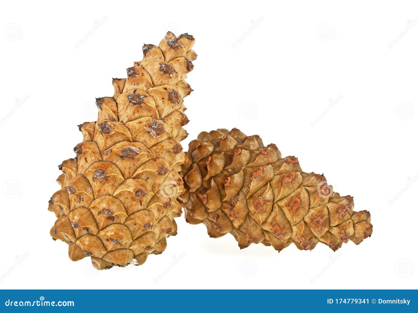 Two Young Pine Cones on White Background Stock Image - Image of ...