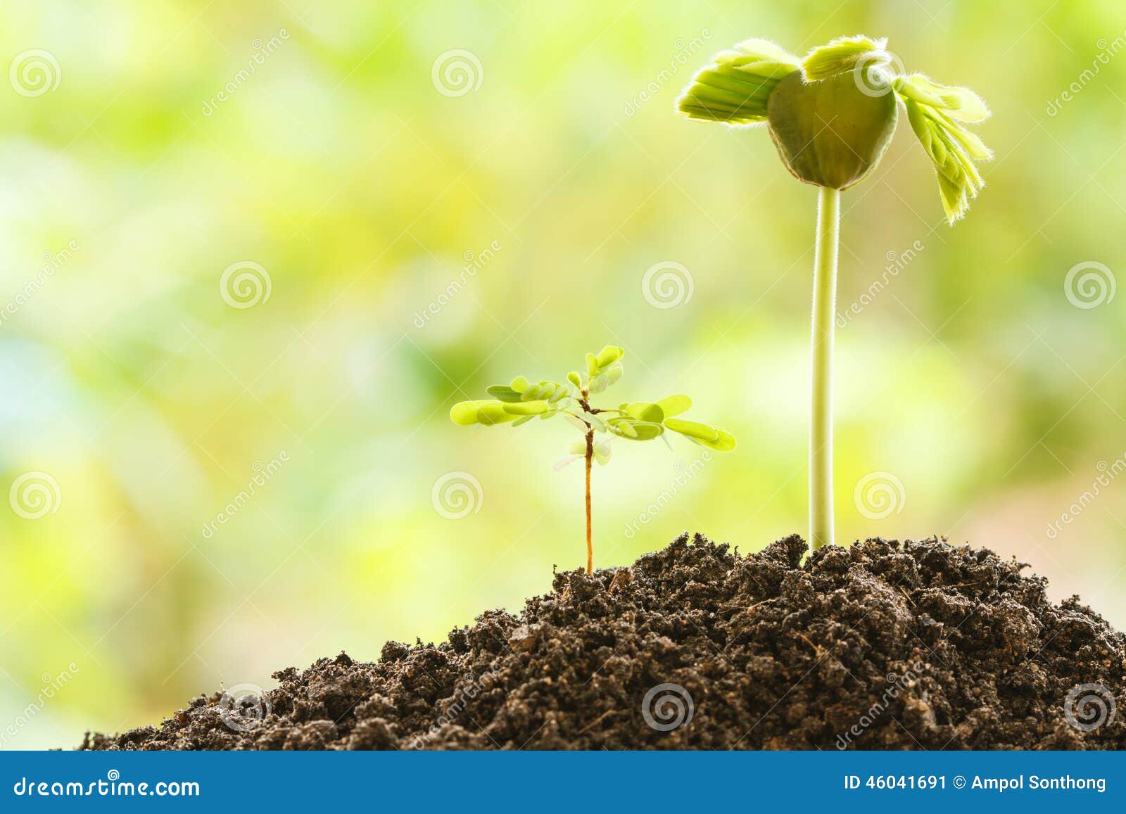 Two young plant stock image. Image of cultivated, botany - 46041691