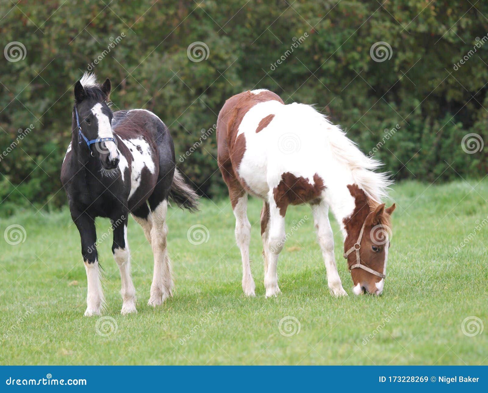 Two Young Ponies stock image. Image of equine, animals - 173228269