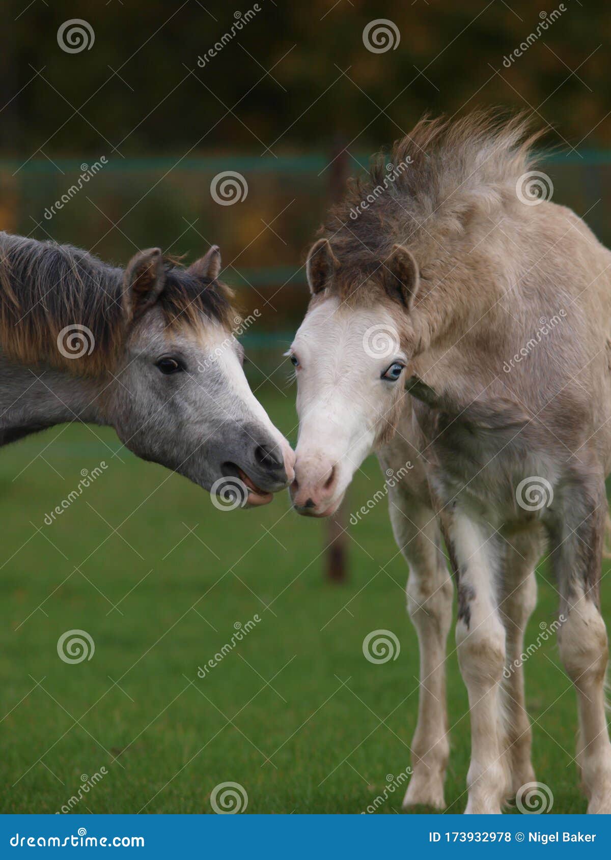 Two Young Ponies stock photo. Image of running, paddock - 173932978