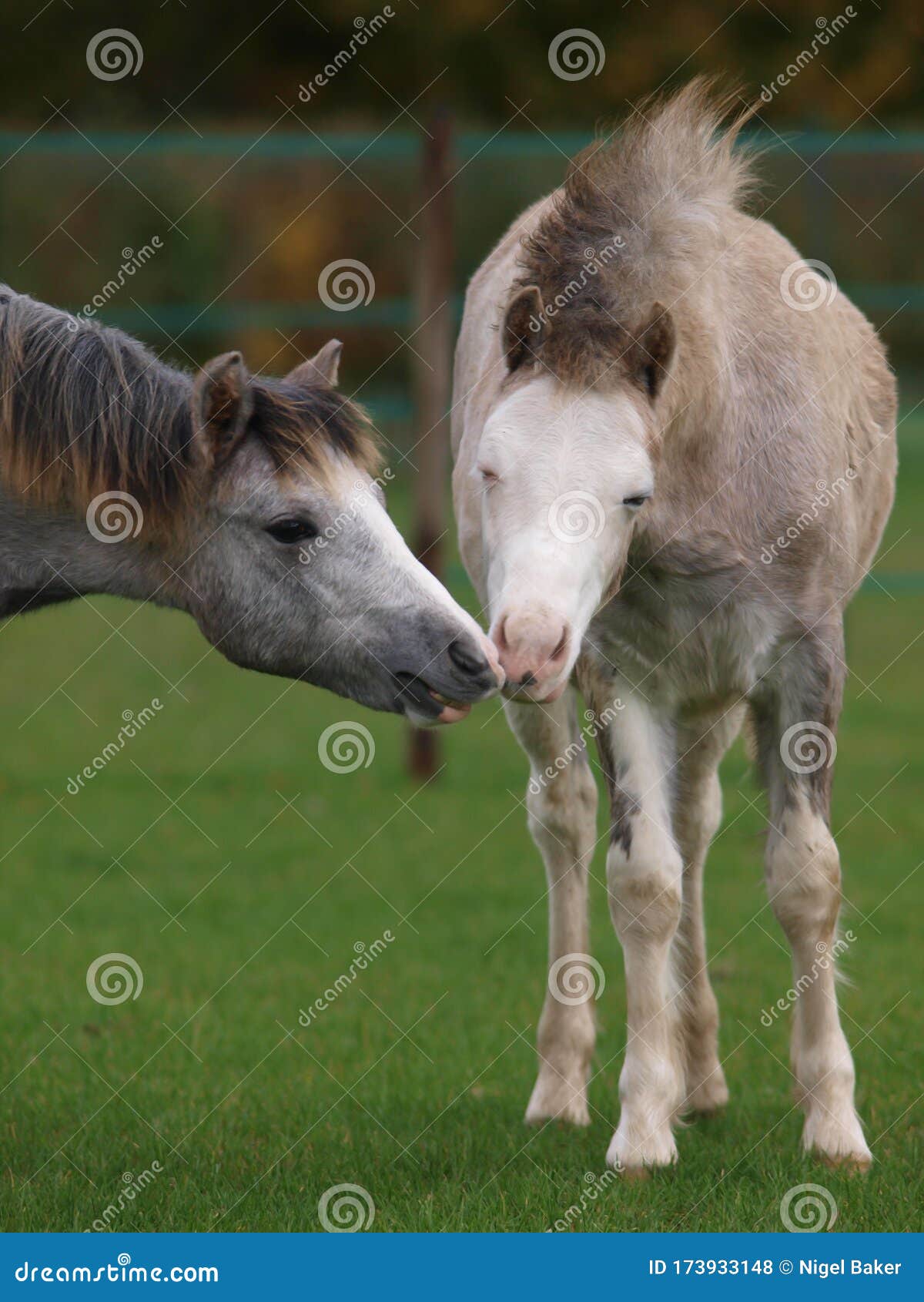 Two Young Ponies stock photo. Image of ponies, paddock - 173933148