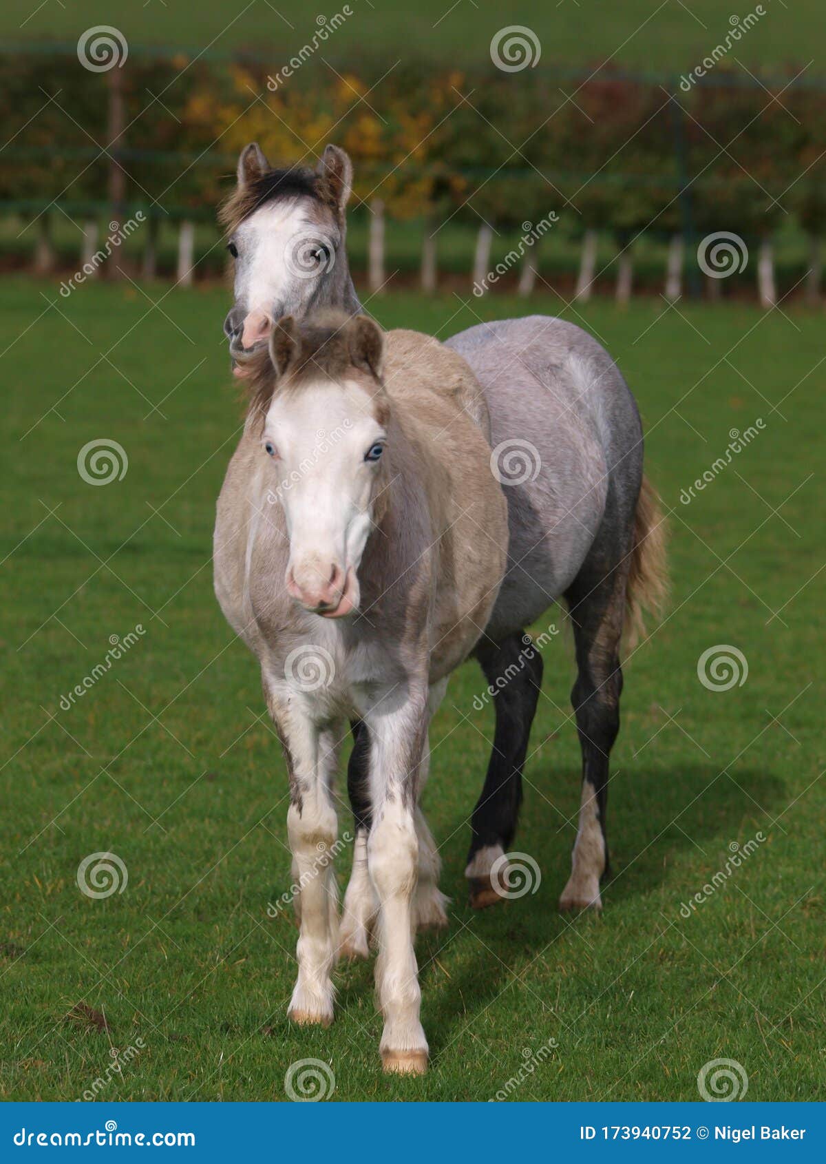 Two Young Ponies stock photo. Image of foal, riding - 173940752