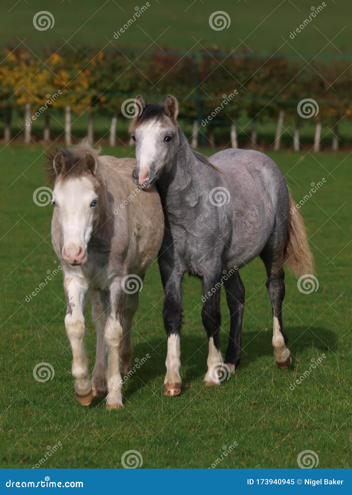 Two Young Ponies stock image. Image of mountain, field - 173940945