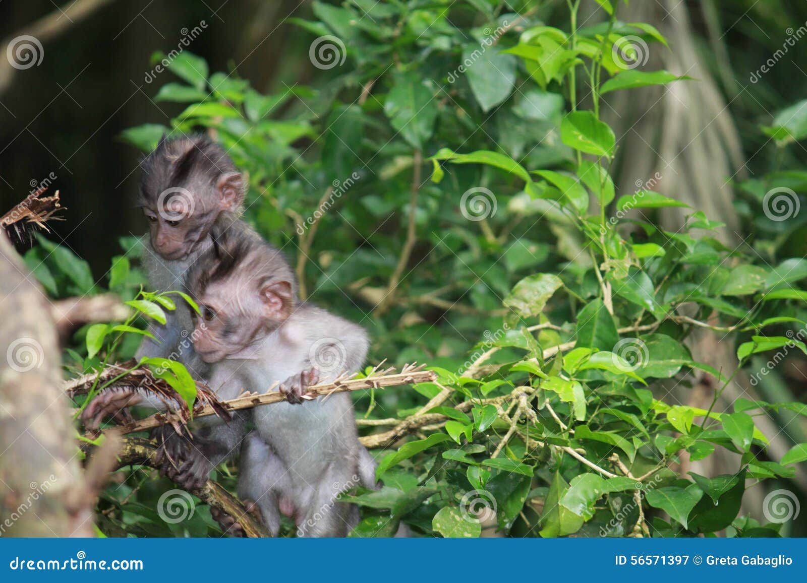 Two Young Primates Climb Up the Tree Stock Image - Image of young ...