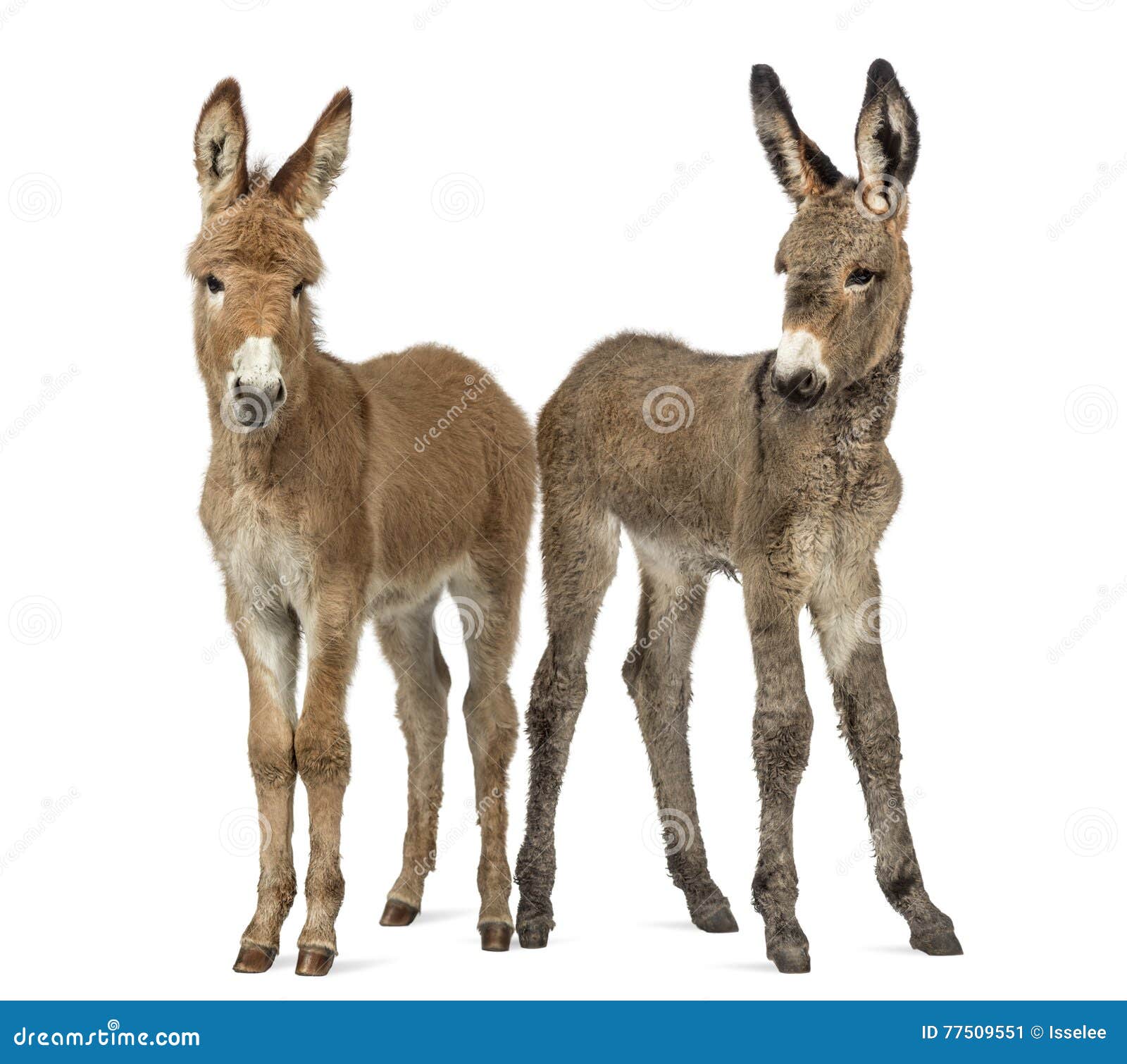 Two Young Provence Donkey Foal Isolated on White Stock Image - Image of ...