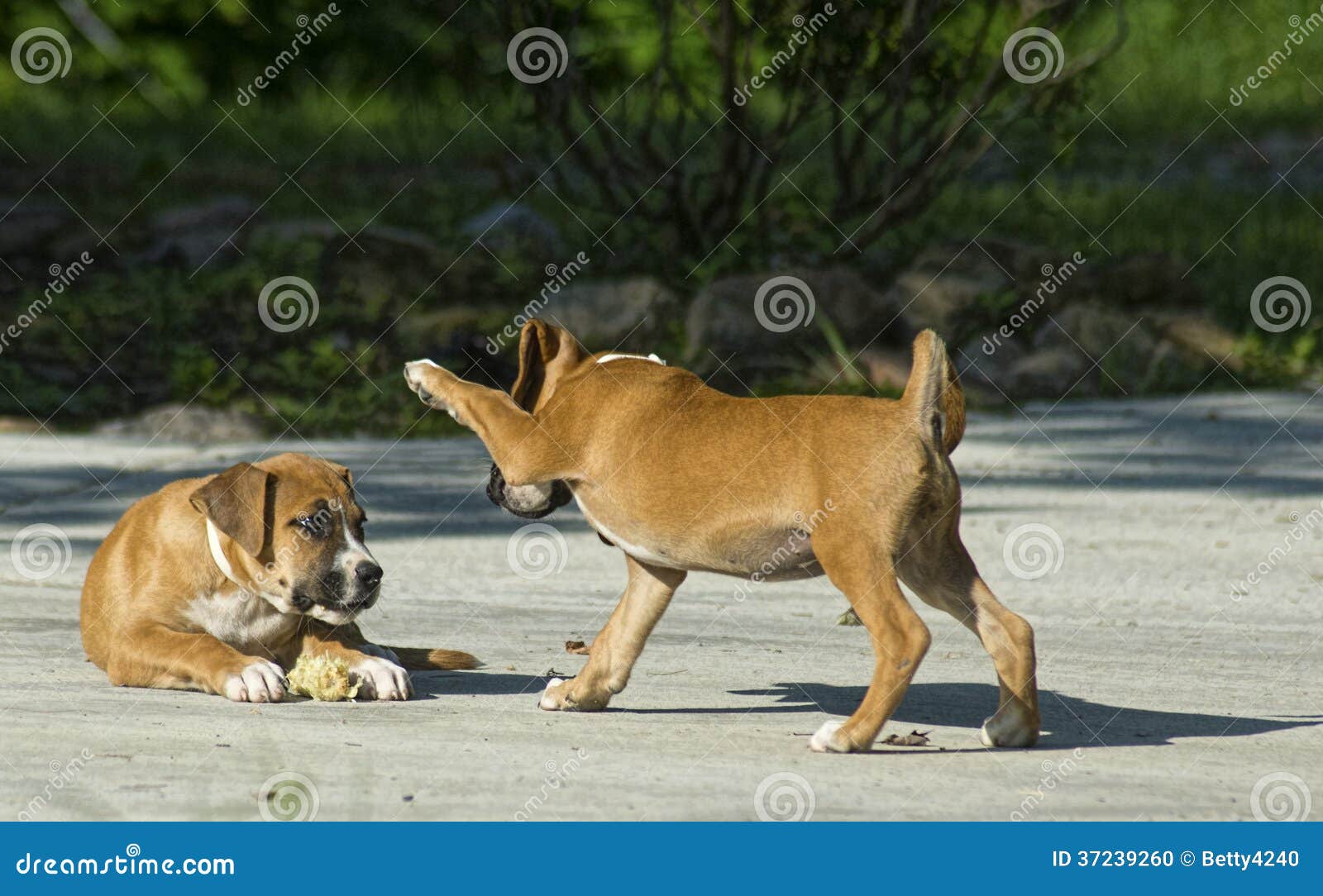 Two Young Puppies Play Together. Stock Photo - Image of bite ...