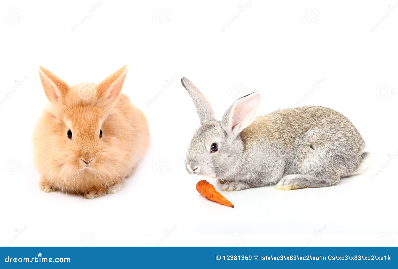 Young Rabbits On The Grass In Nature Royalty-Free Stock Photography ...