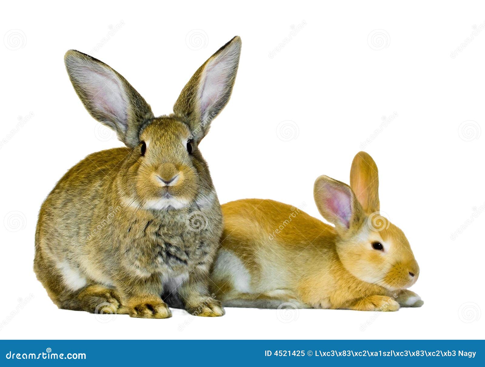 Two young rabbits stock image. Image of rabbit, portrait - 4521425