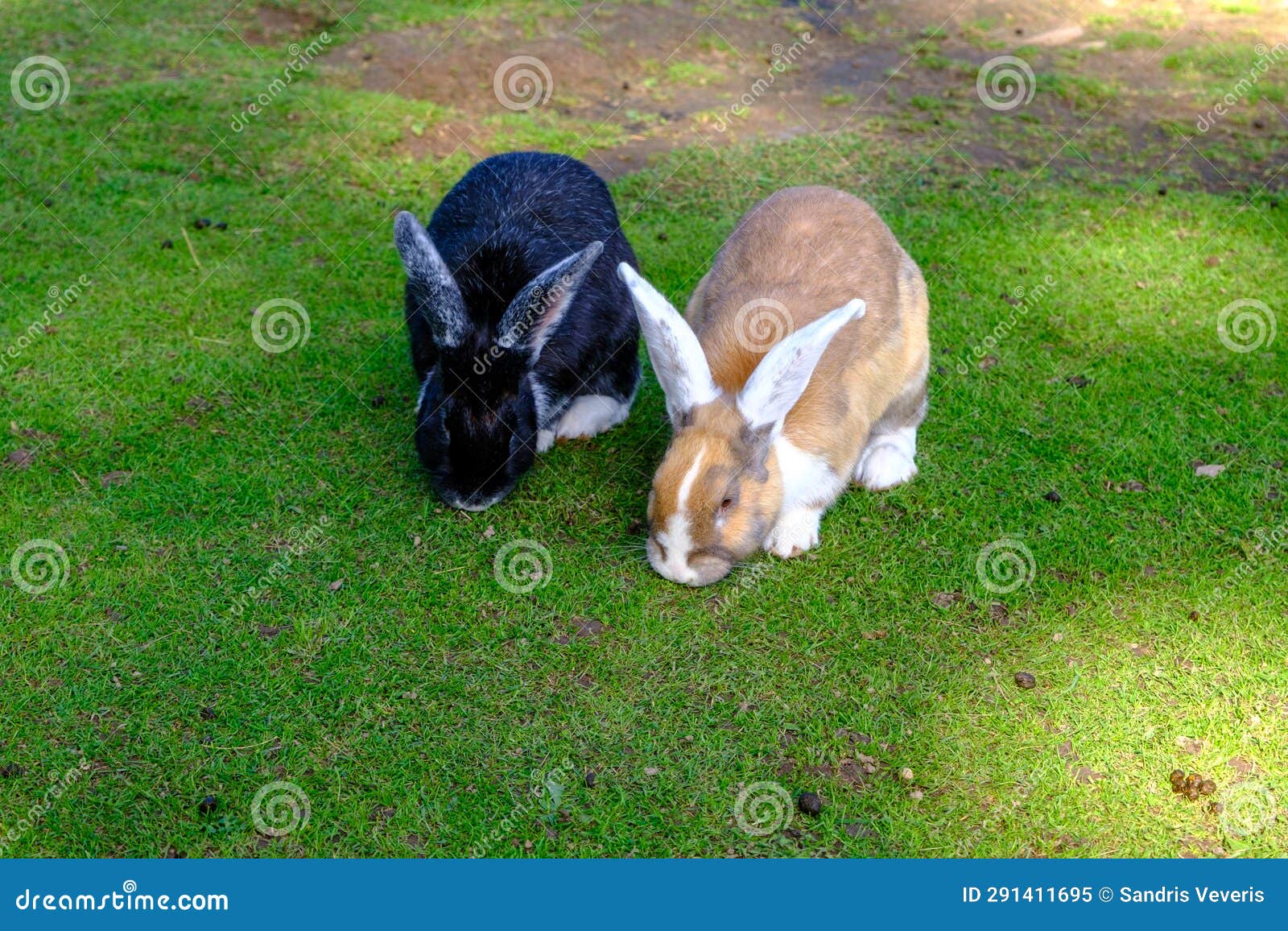 Two Young Rabbits in Different Colors are Grazing on Green Grass ...