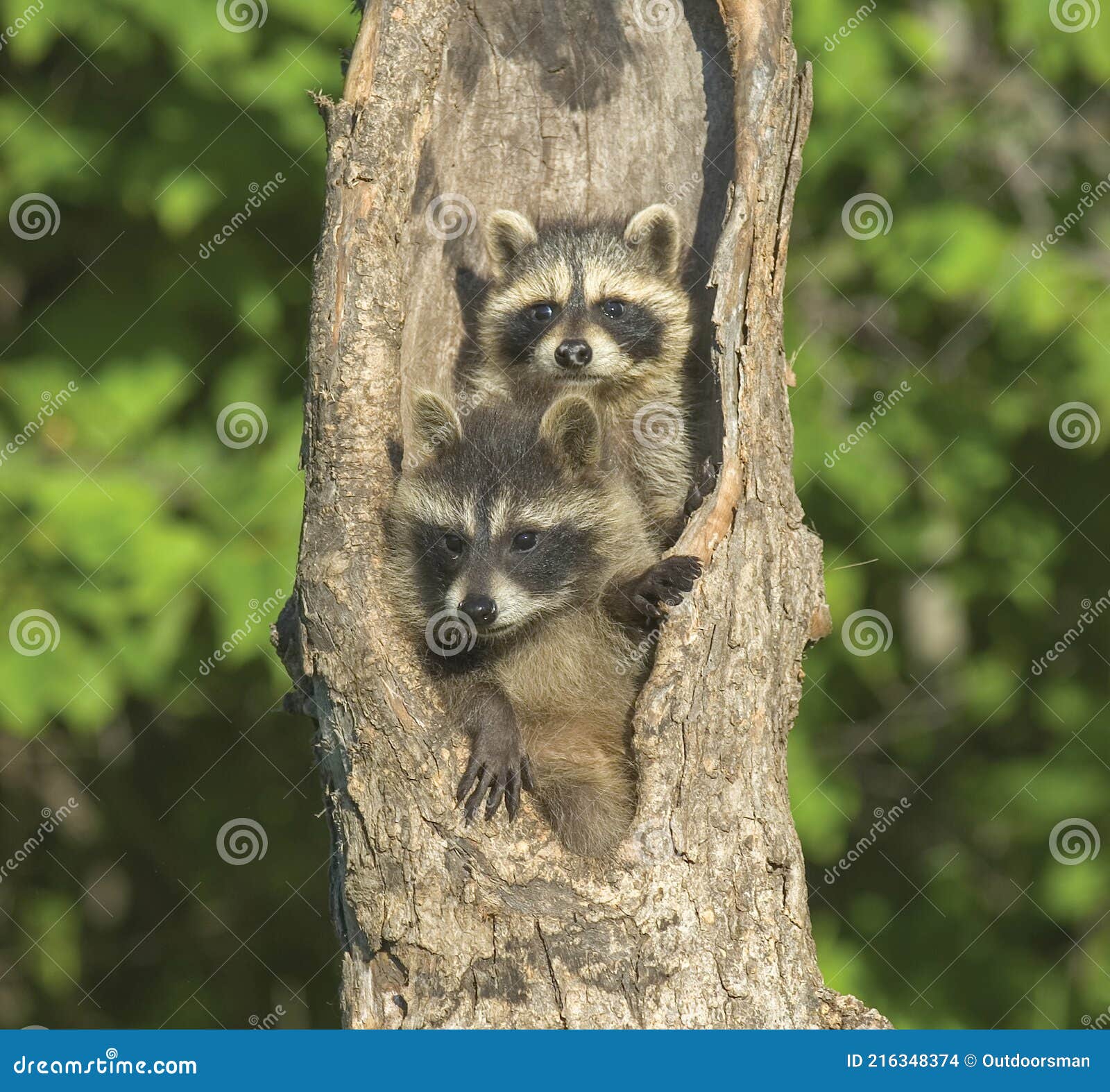 Two Young Racoons In Nest Stock Photography | CartoonDealer.com #216348374