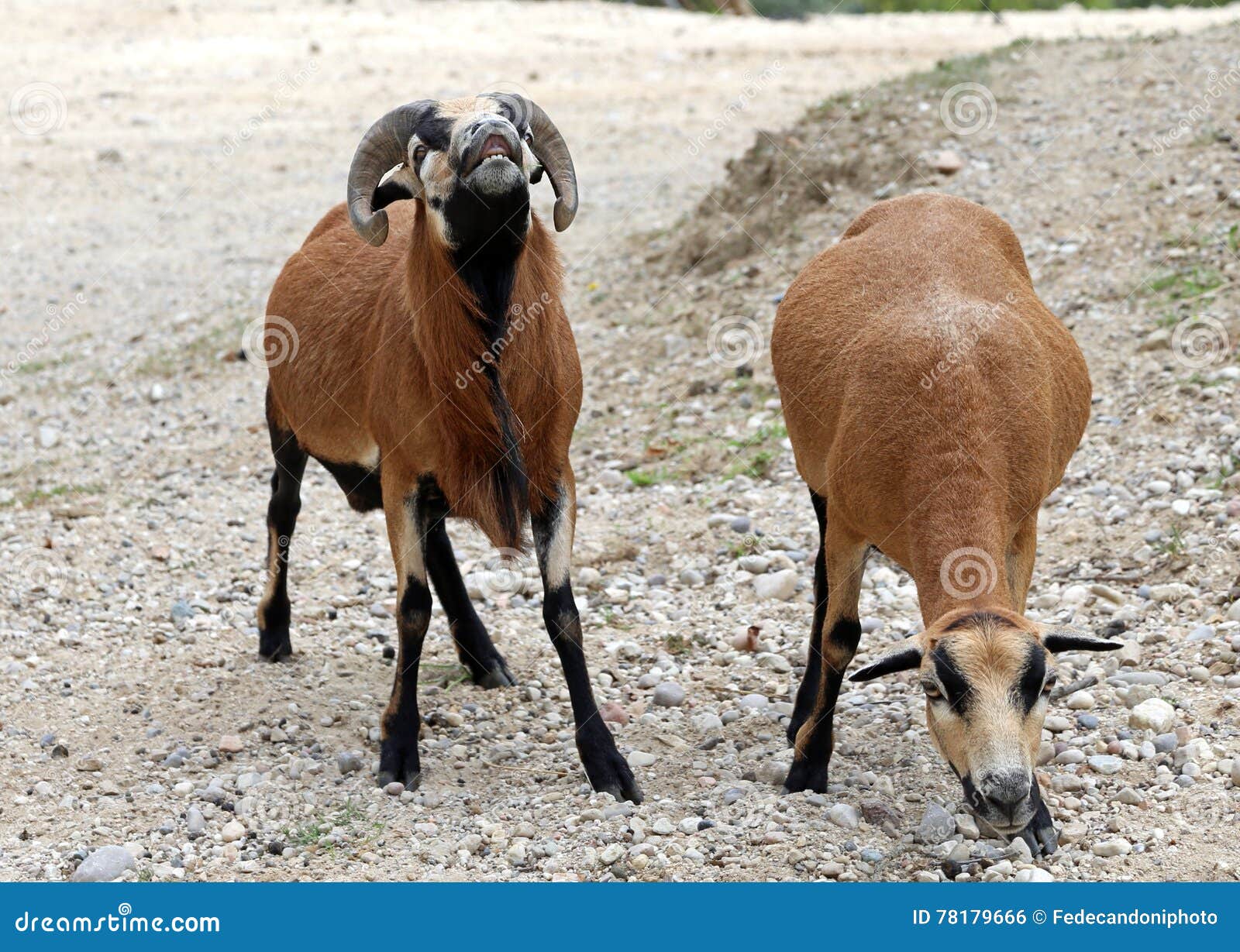 Two Young Rams with Brown Fur Stock Photo - Image of sheep, ovis: 78179666