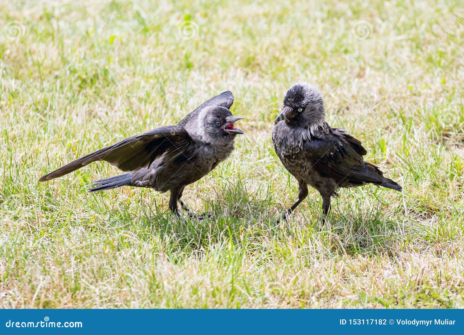 Two Young Ravens in a Park on the Grass during a Fight_ Stock Photo ...