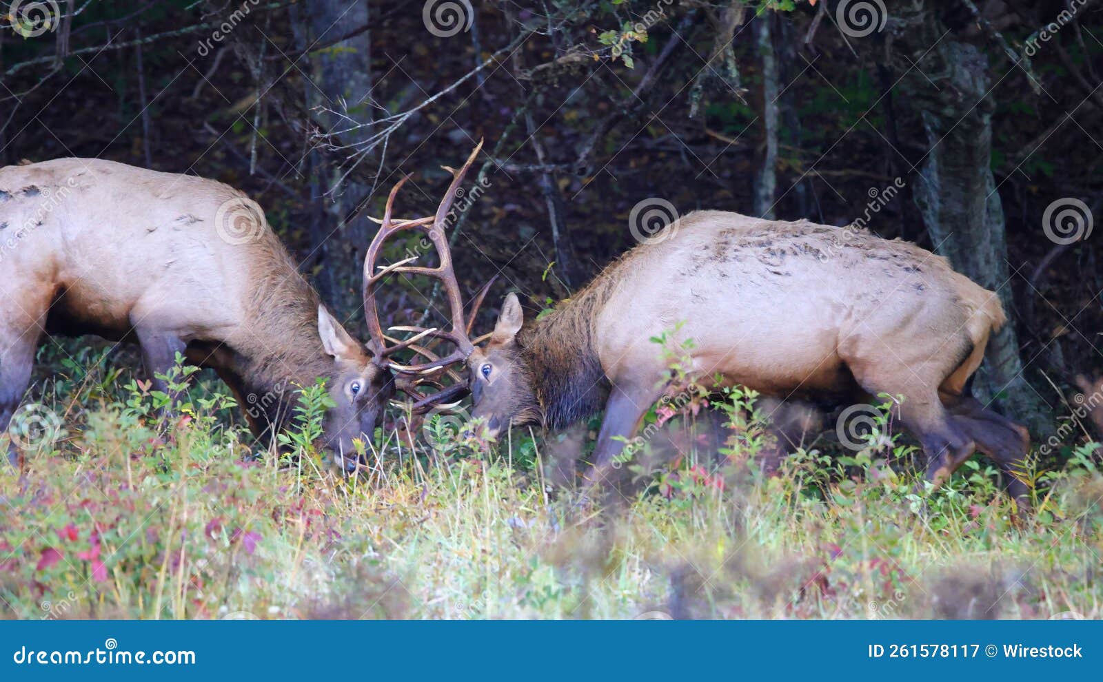 Two Young Red Deer Fighting with Each Other in the Green Forest Stock ...