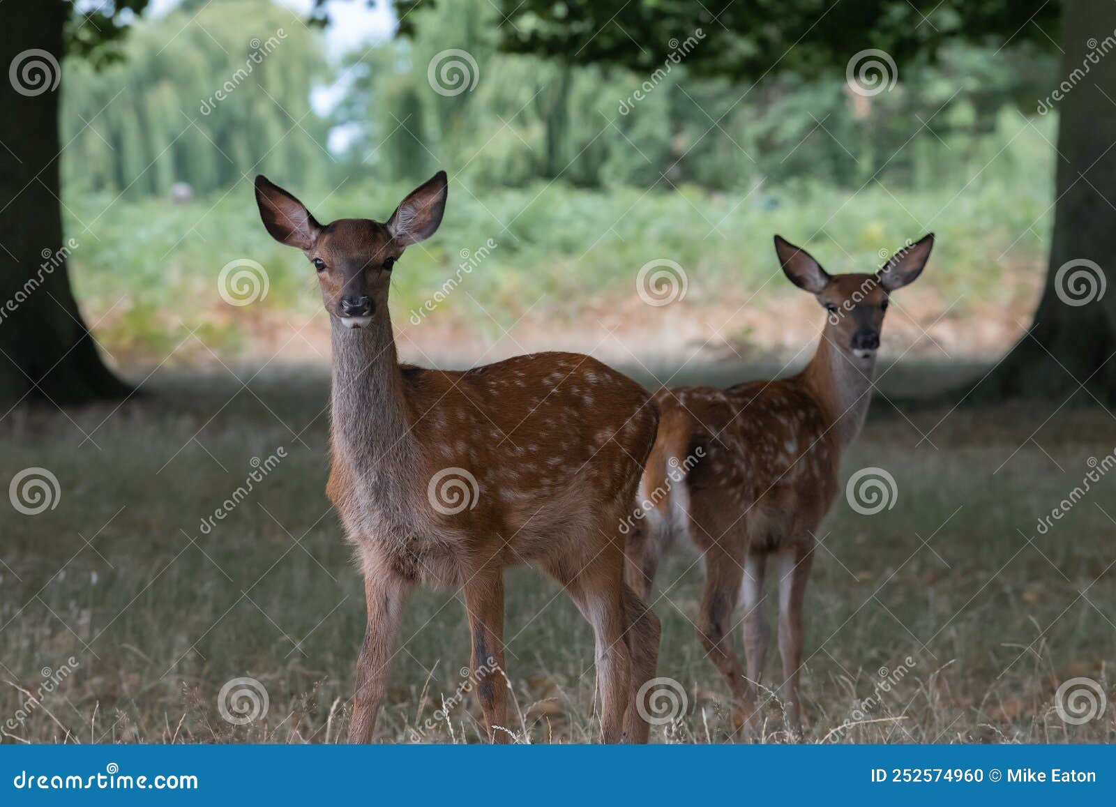 Two Young Red Deer with Spotted Coats Stock Photo - Image of wild ...