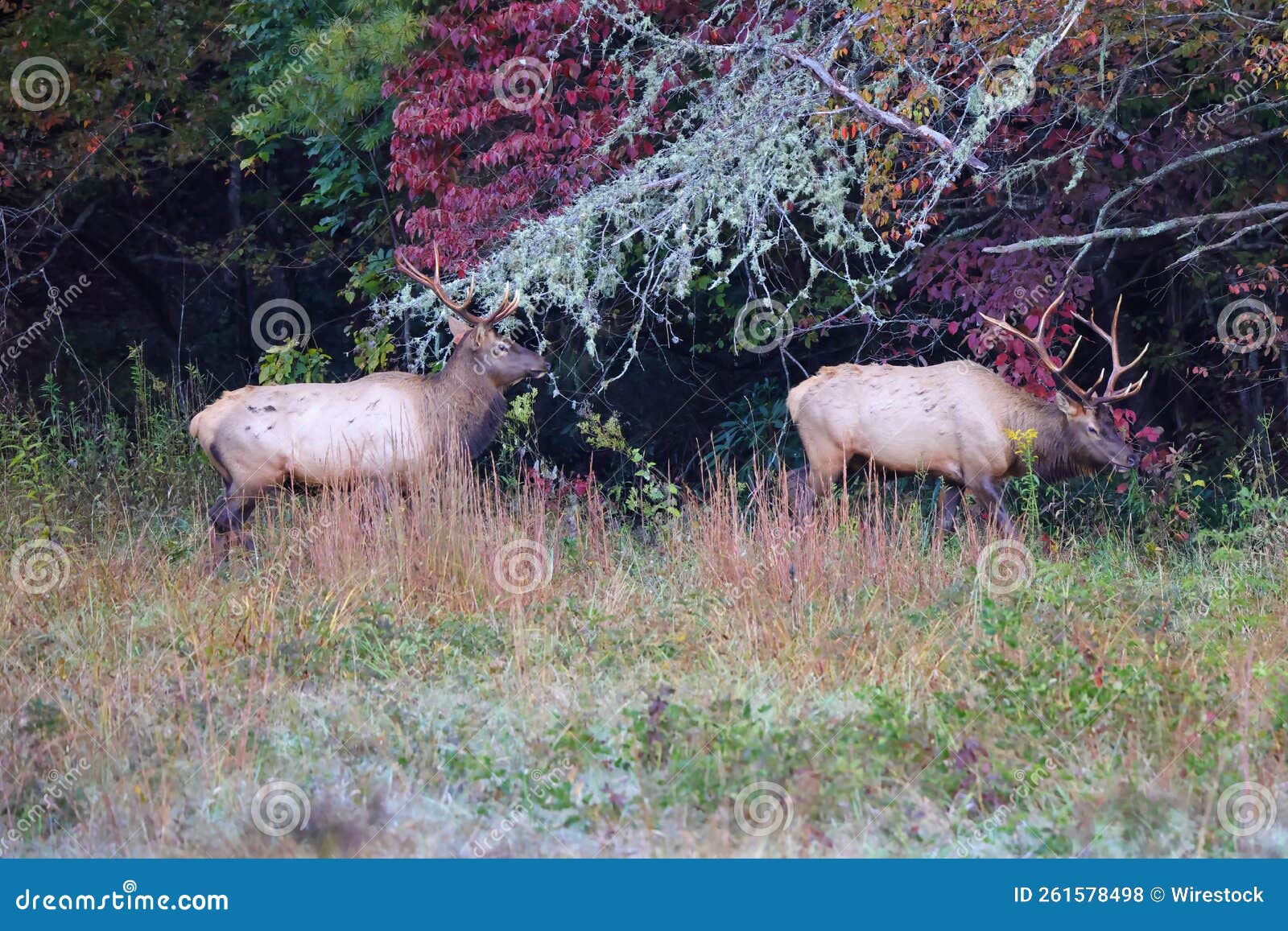 Two Young Red Deer Walking in the Green Forest Stock Photo - Image of ...